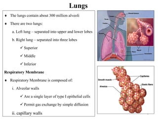 1. Respiratory system physiology (1).pptx