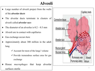1. Respiratory system physiology (1).pptx