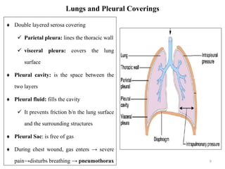1. Respiratory system physiology (1).pptx
