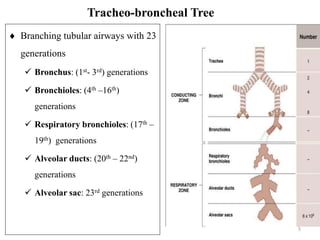1. Respiratory system physiology (1).pptx
