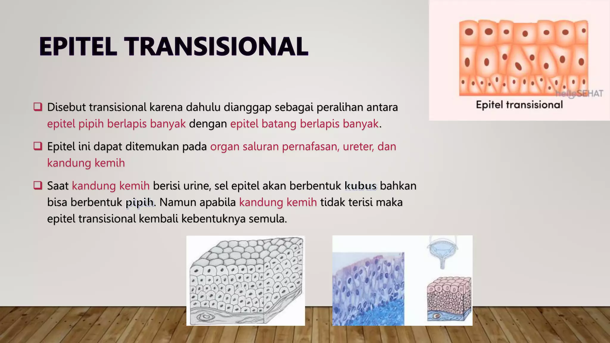 1. JARINGAN HEWAN (JARINGAN EPITEL).pptx