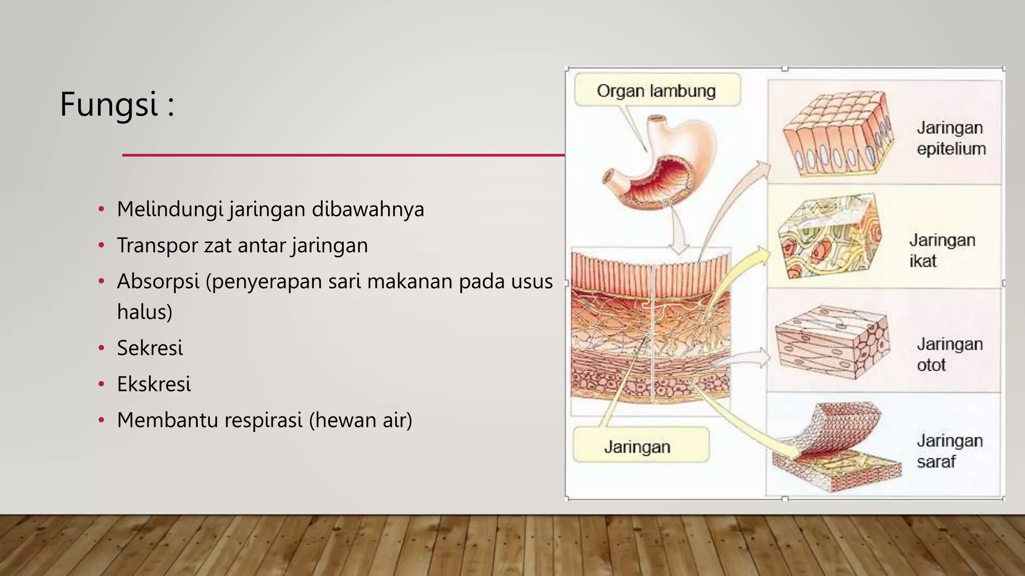 1. JARINGAN HEWAN (JARINGAN EPITEL).pptx