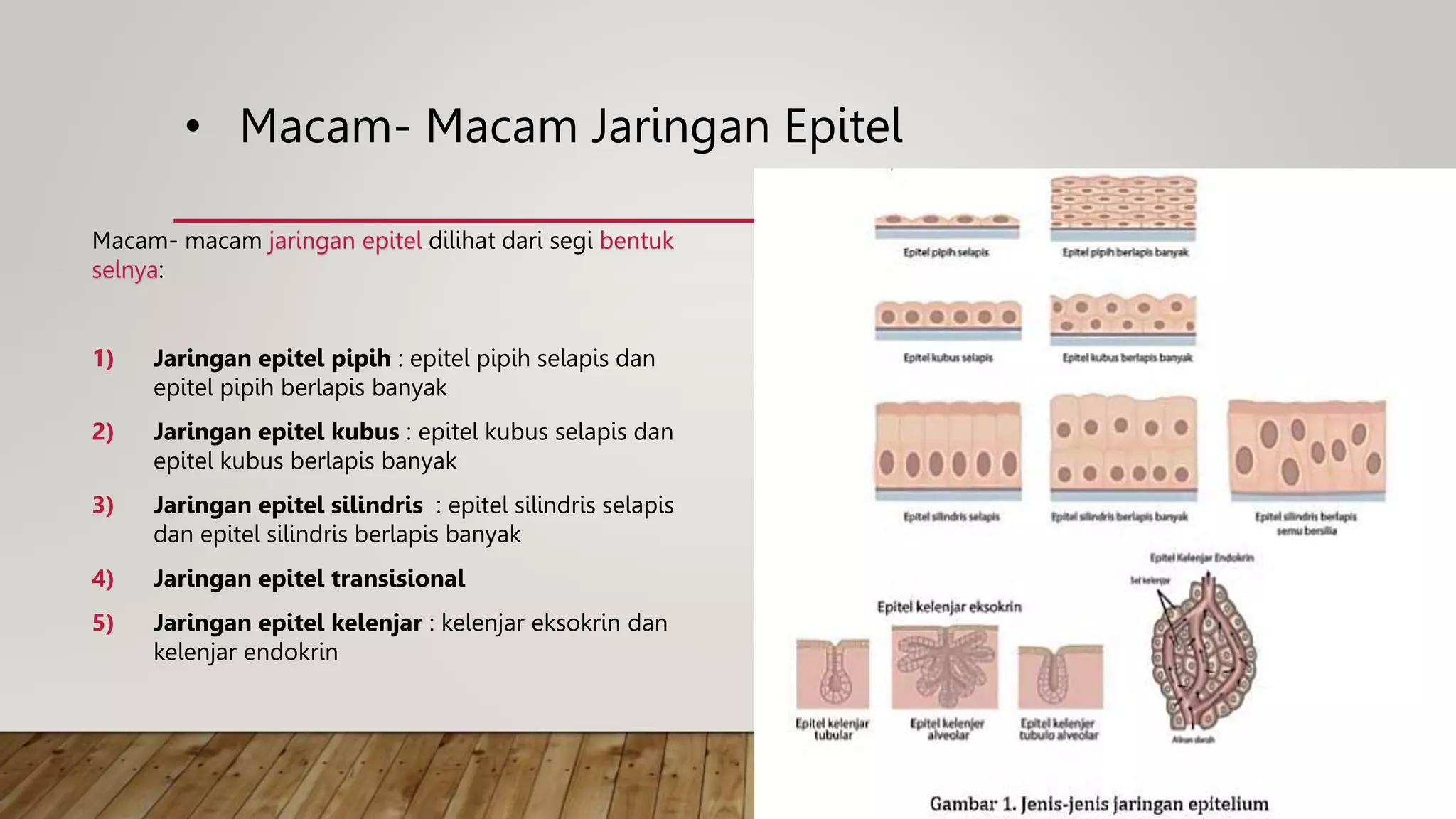 1. JARINGAN HEWAN (JARINGAN EPITEL).pptx