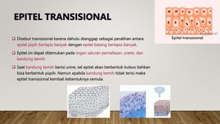 1. JARINGAN HEWAN (JARINGAN EPITEL).pptx