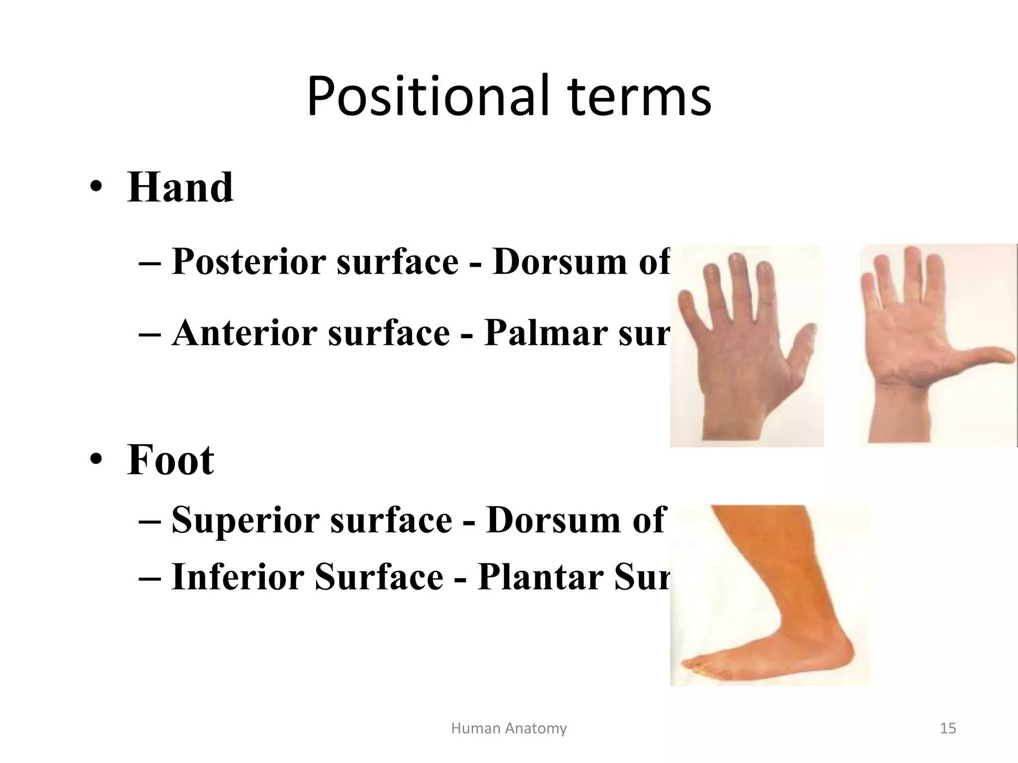 1. Human Anatomy-3.pptx