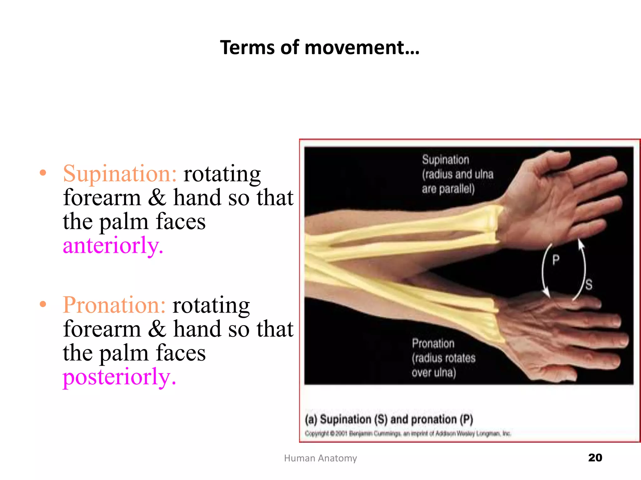 1. Human Anatomy-3.pptx
