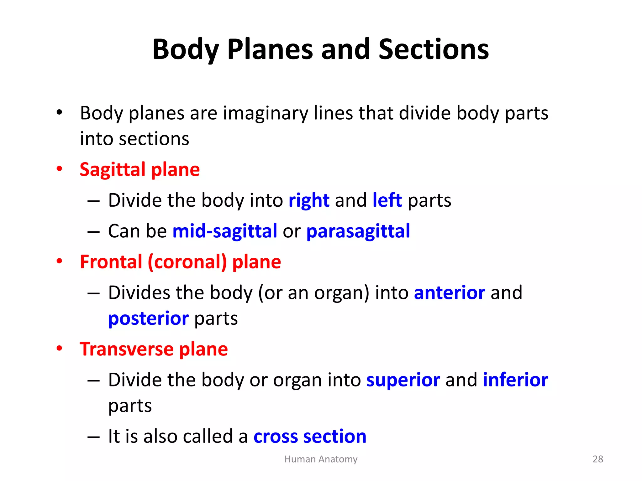 1. Human Anatomy-3.pptx