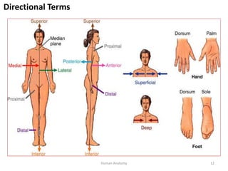 1. Human Anatomy-3.pptx