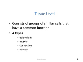 1. Human Anatomy-3.pptx