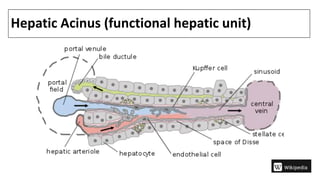 Chronic liver disease | PDF
