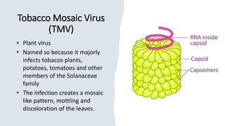 1. Virus practical notes-1.pdf
