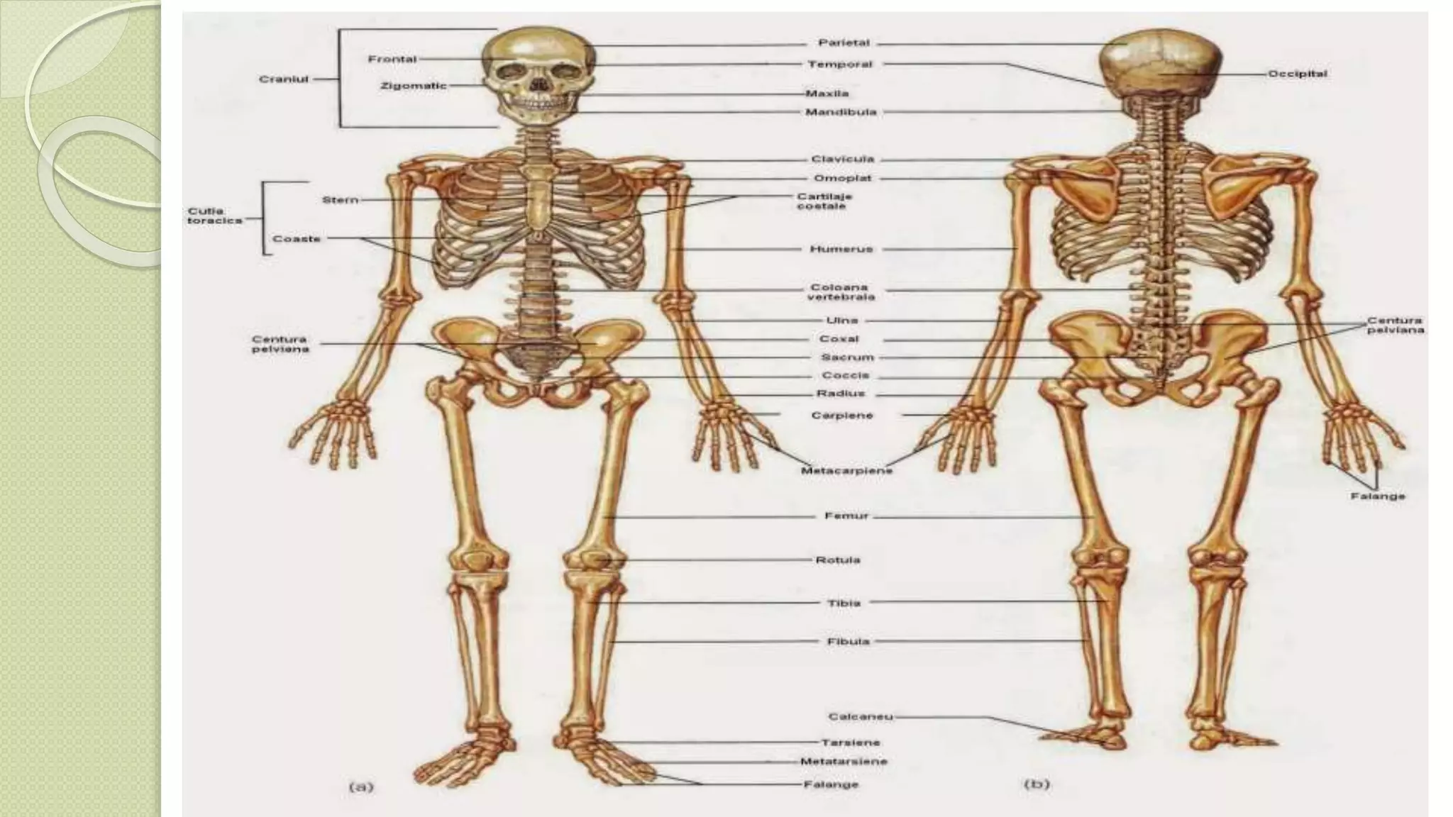 1. sistemul locomotor.pptx