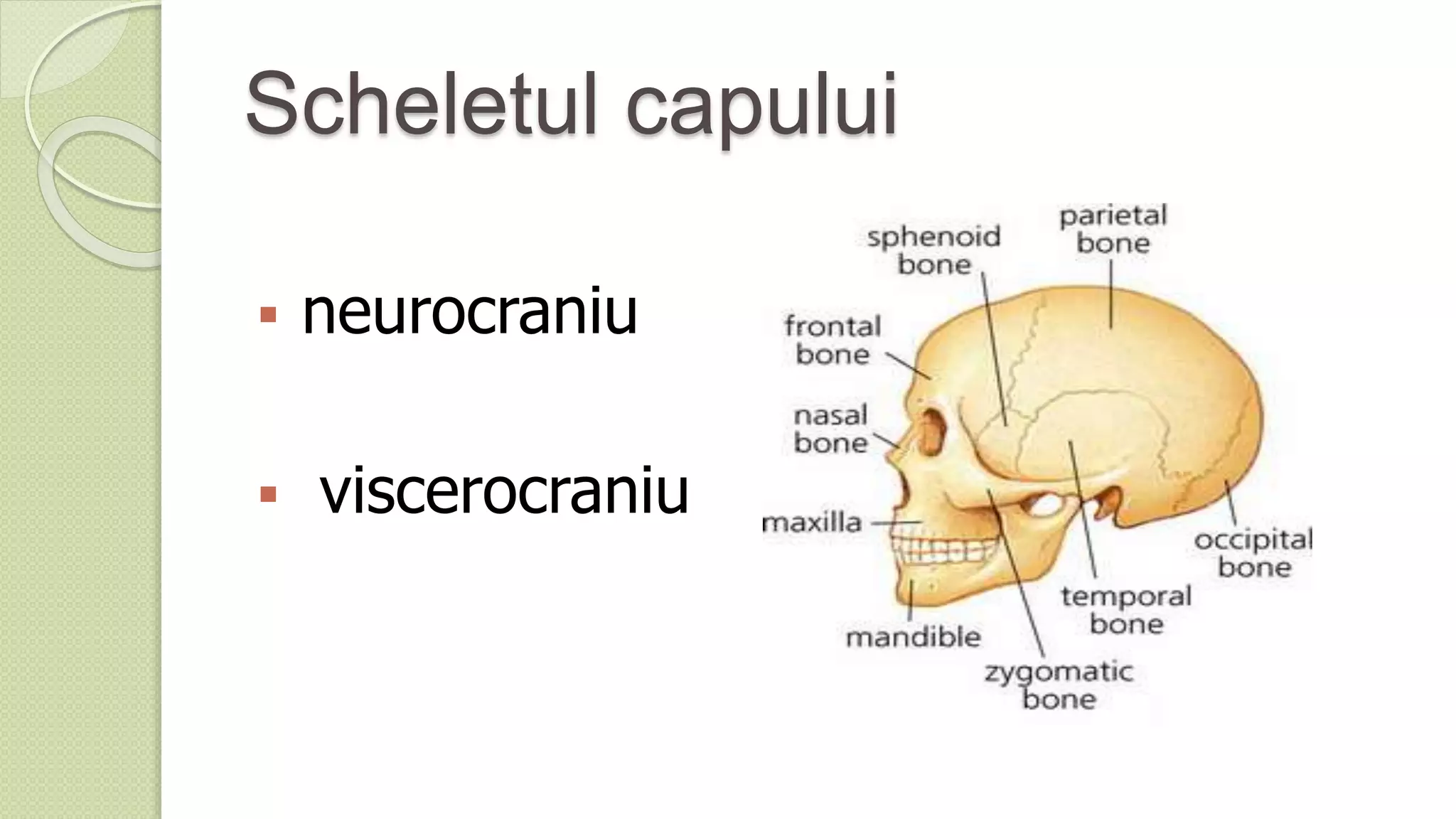 1. sistemul locomotor.pptx