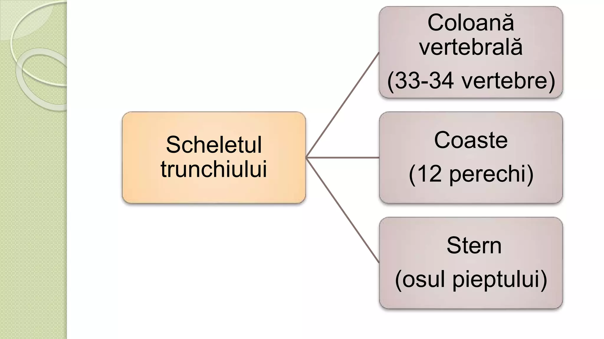 1. sistemul locomotor.pptx