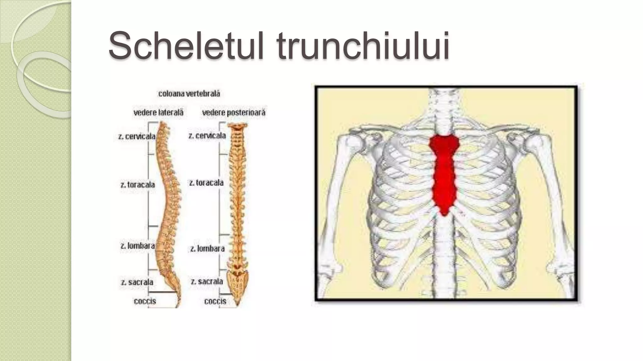 1. sistemul locomotor.pptx