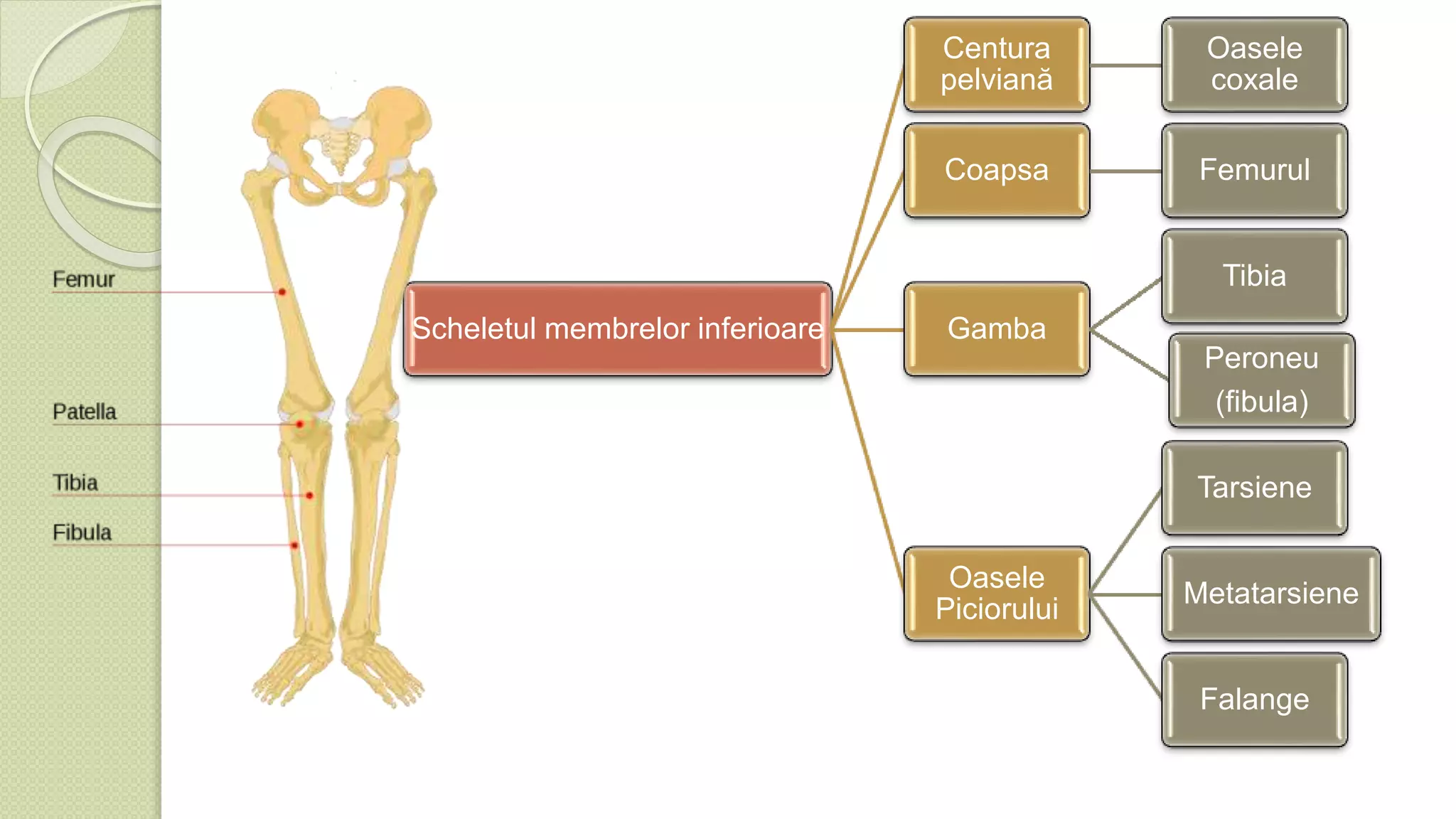 1. sistemul locomotor.pptx