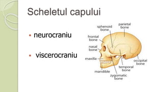 1. sistemul locomotor.pptx