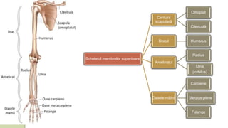 1. sistemul locomotor.pptx