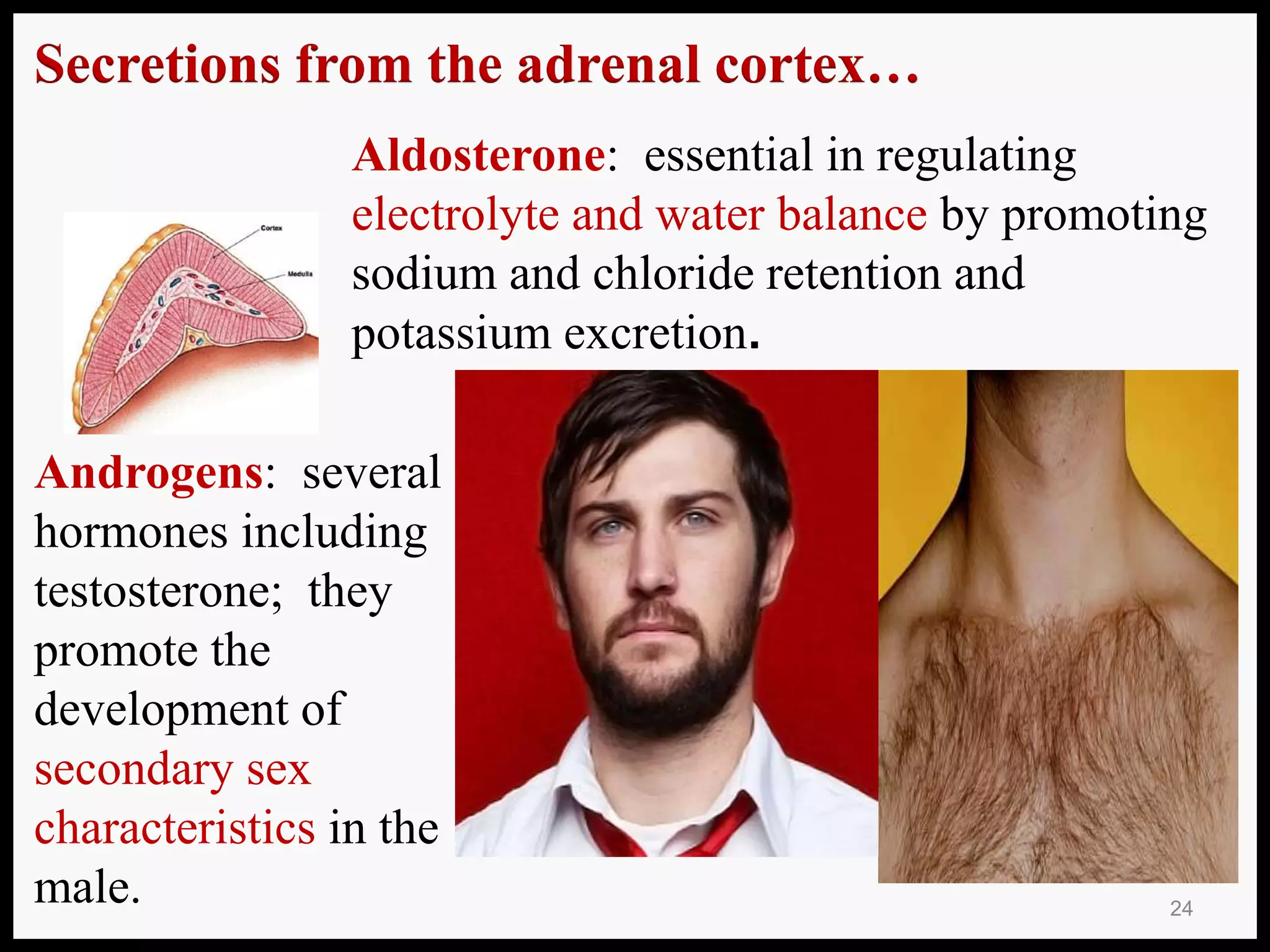 1.6. Anatomy-Endocrine-System.ppt