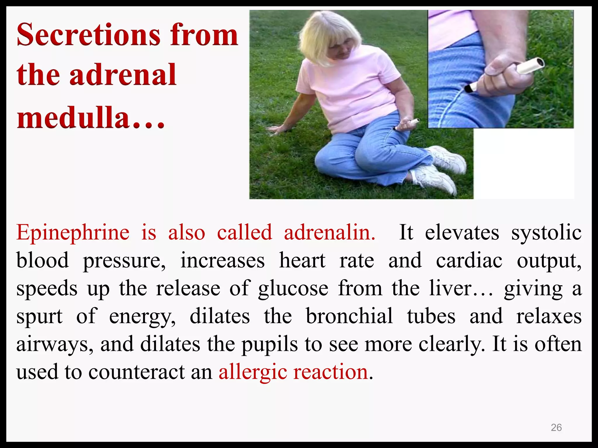 1.6. Anatomy-Endocrine-System.ppt