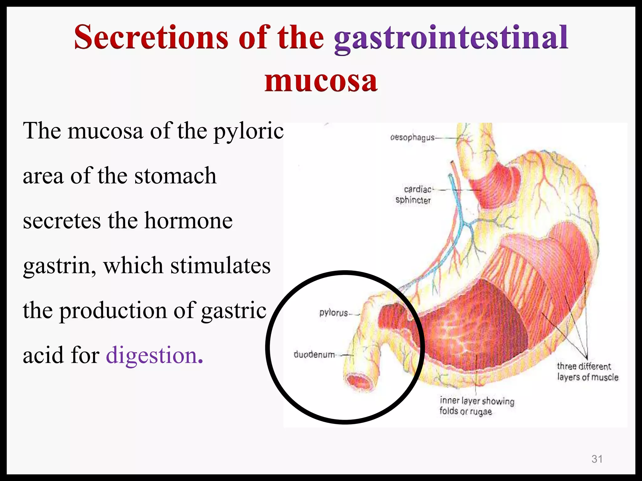 1.6. Anatomy-Endocrine-System.ppt