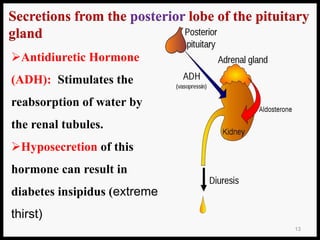 1.6. Anatomy-Endocrine-System.ppt