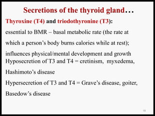 1.6. Anatomy-Endocrine-System.ppt