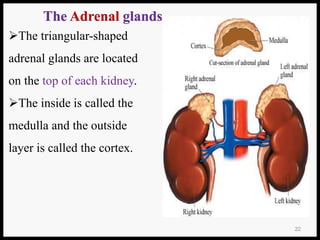 1.6. Anatomy-Endocrine-System.ppt