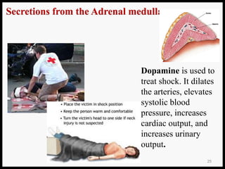 1.6. Anatomy-Endocrine-System.ppt