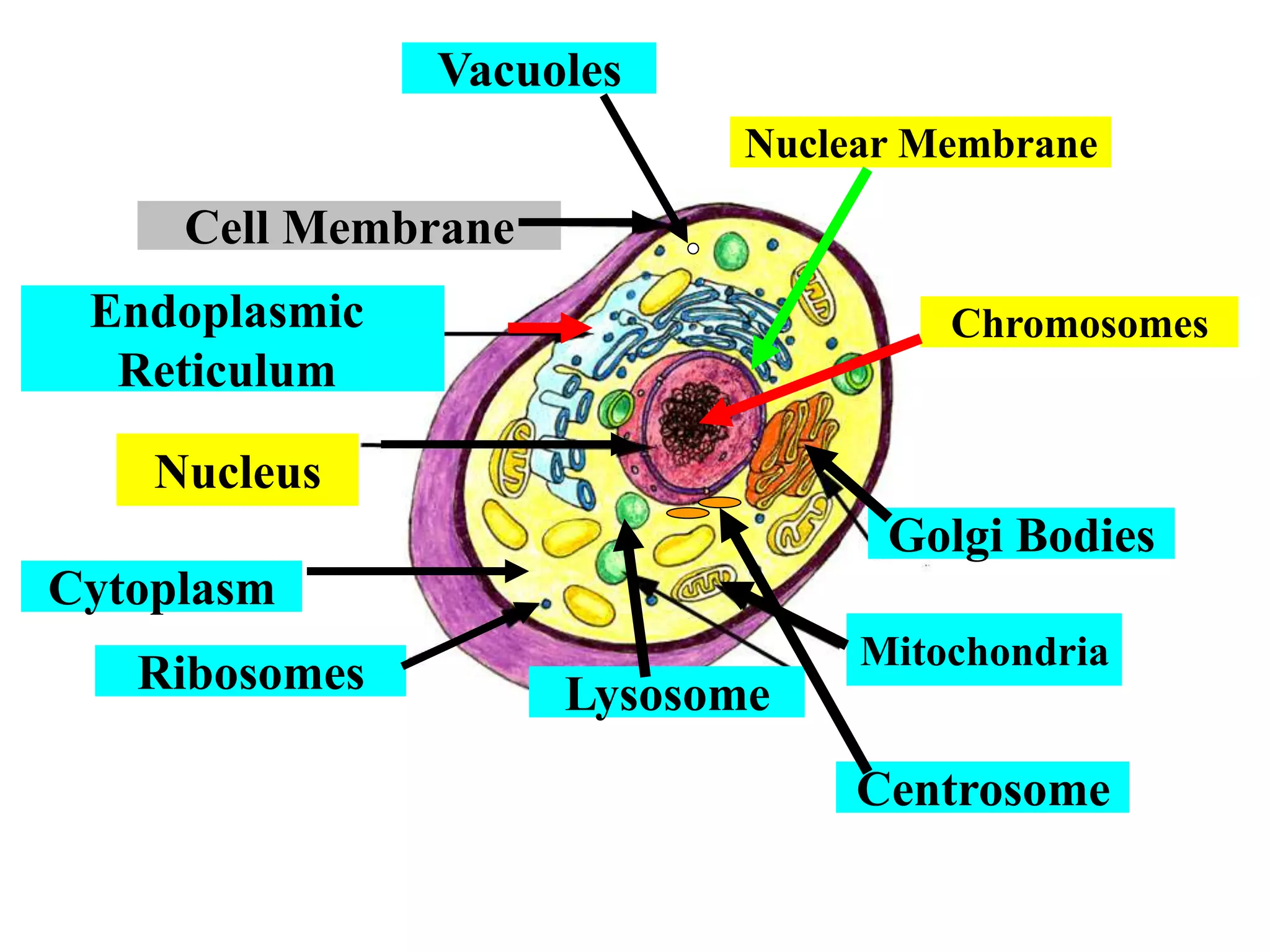 1._Cell_structure_function_1.ppt | Biological Sciences | Science
