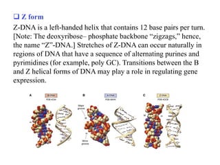 1.1 Nucleic Acid Chemistry.pdf