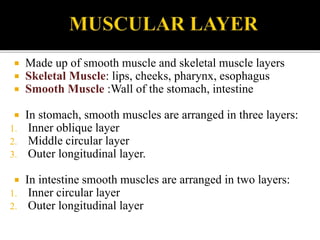 1. (B) FNL. ANATOMY , N. SUPPLY etc OF G.I.T. ... DR. RASHMI.pptx