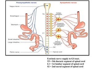 1. (B) FNL. ANATOMY , N. SUPPLY etc OF G.I.T. ... DR. RASHMI.pptx