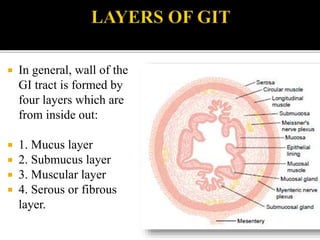 1. (B) FNL. ANATOMY , N. SUPPLY etc OF G.I.T. ... DR. RASHMI.pptx