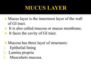 1. (B) FNL. ANATOMY , N. SUPPLY etc OF G.I.T. ... DR. RASHMI.pptx