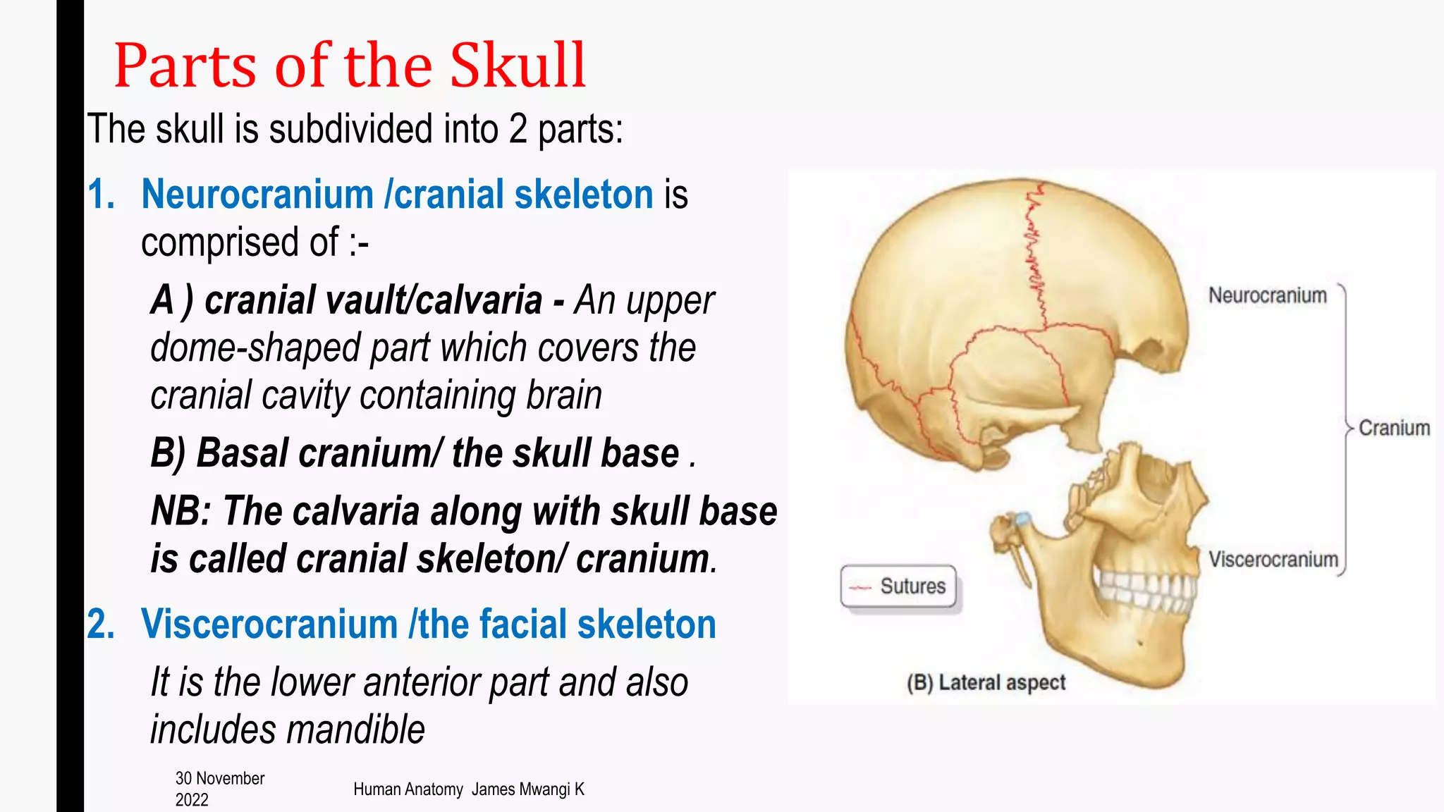 1.Head and neck -Osteology.pdf