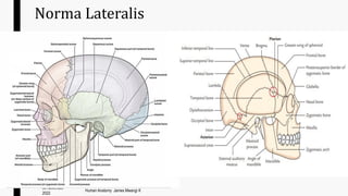 1.Head and neck -Osteology.pdf