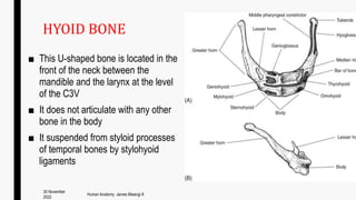 1.Head and neck -Osteology.pdf