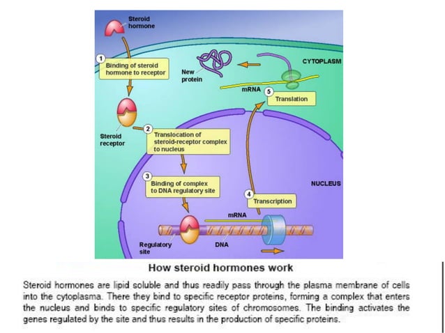 1.SISTEM ENDOKRIN - 1.pdf