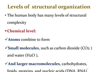 1. Introduction to Human Anatomy.pptx
