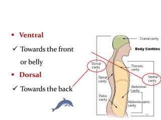1. Introduction to Human Anatomy.pptx