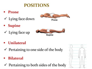 1. Introduction to Human Anatomy.pptx
