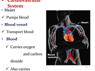 1. Introduction to Human Anatomy.pptx