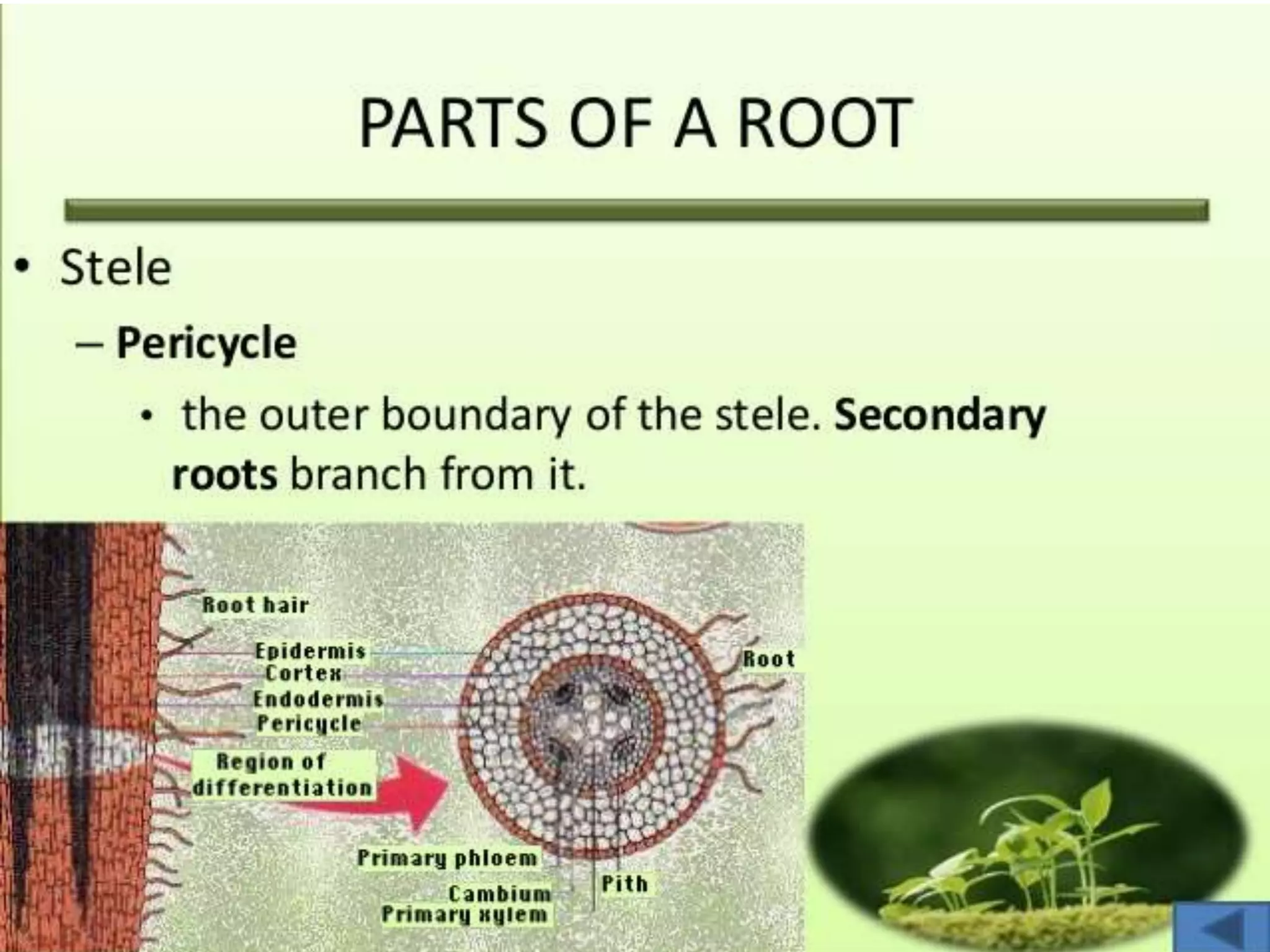 1.-Preliminaries.ppt