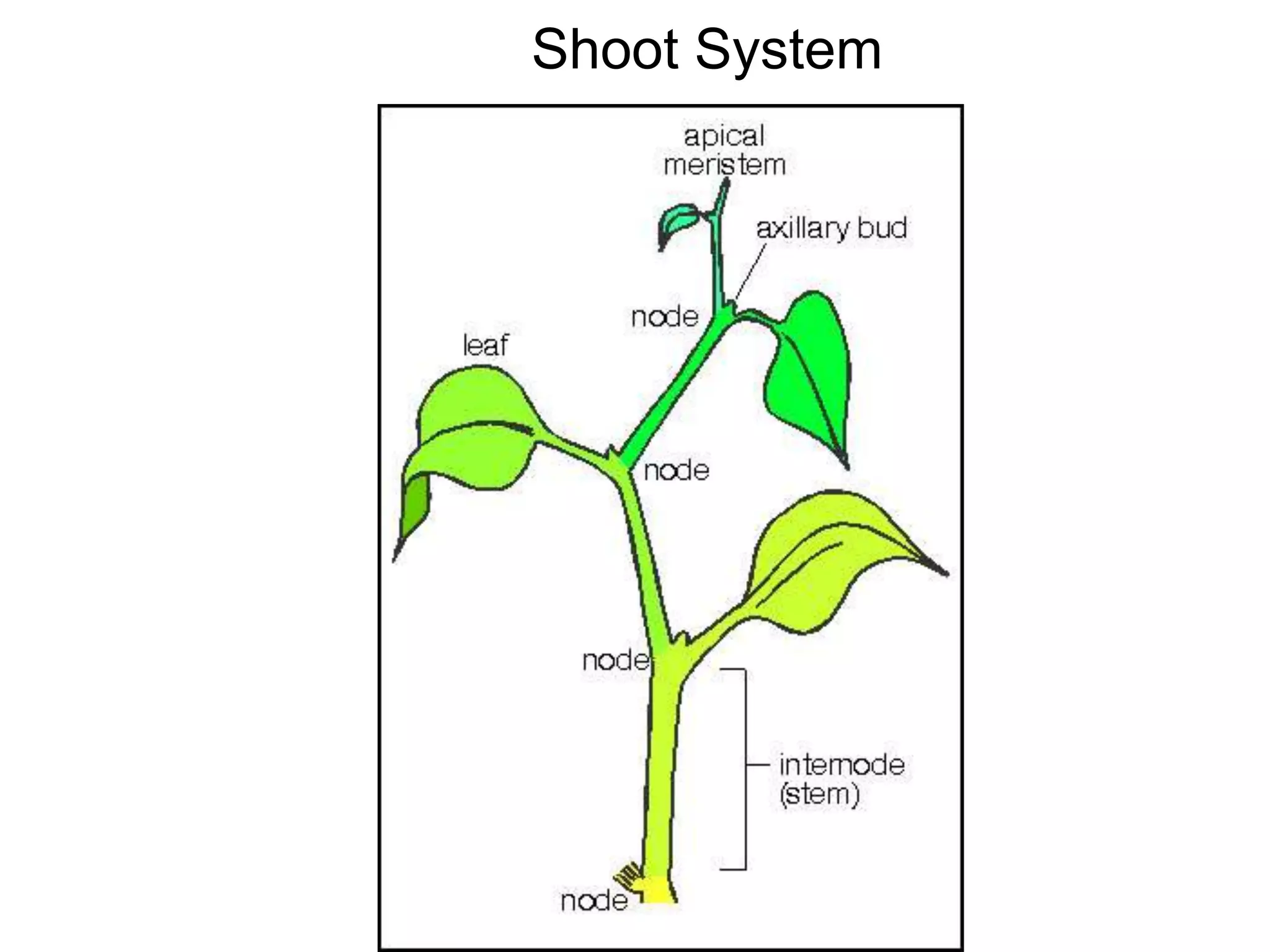 1.-Preliminaries.ppt