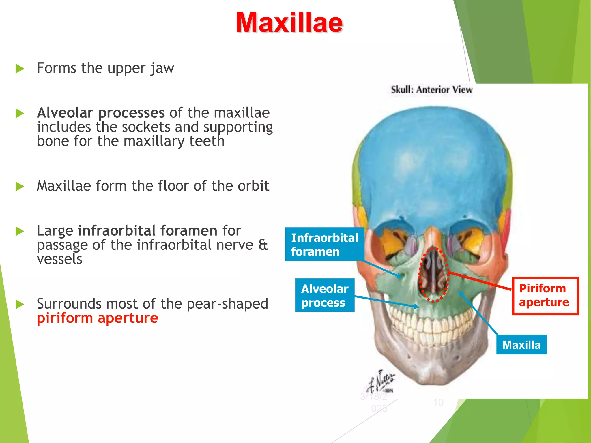 1. Osteology of Skull.ppt