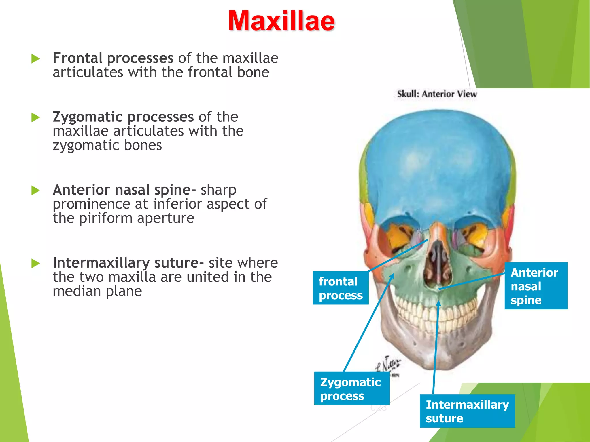 1. Osteology of Skull.ppt