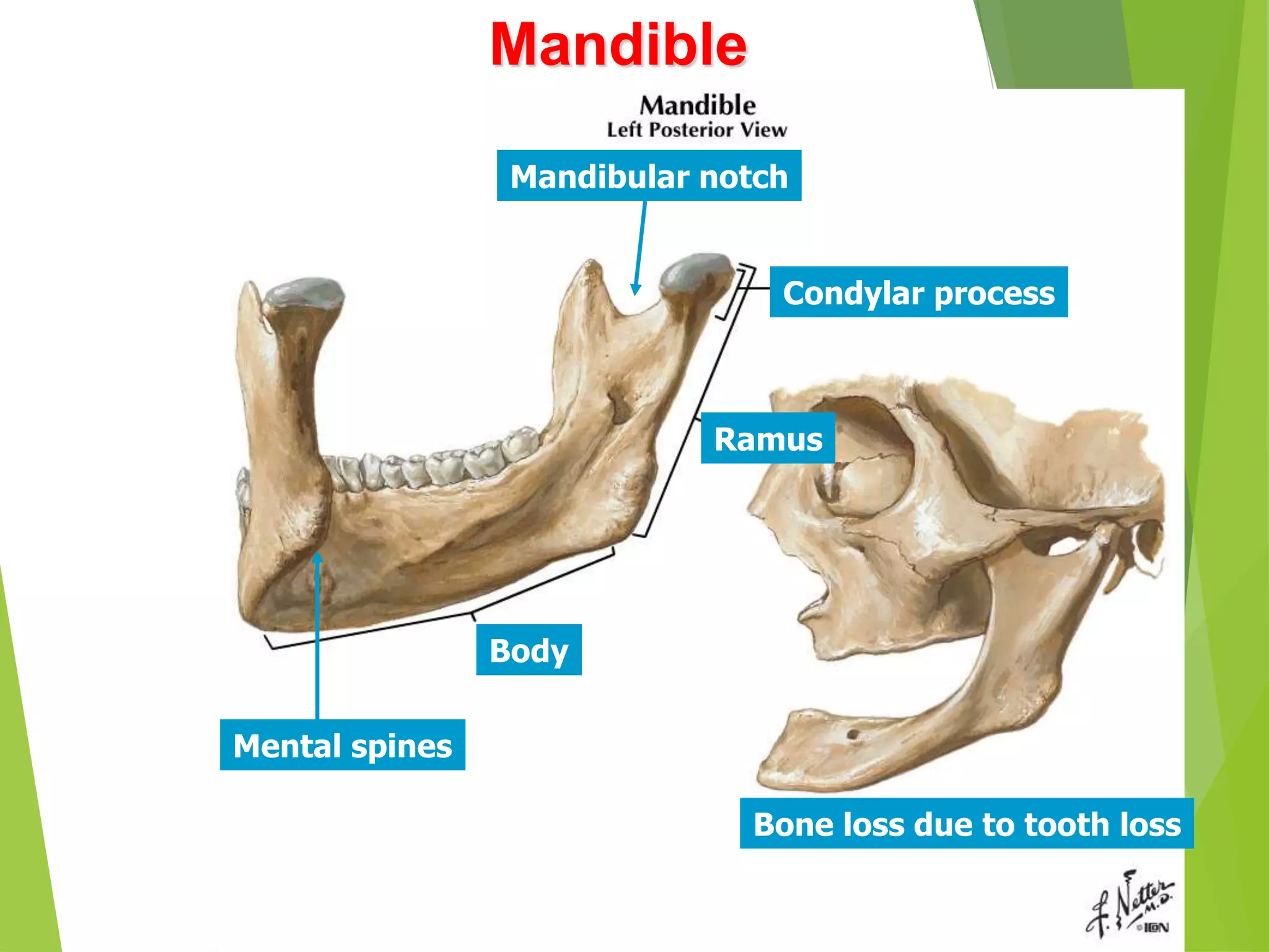 1. Osteology of Skull.ppt
