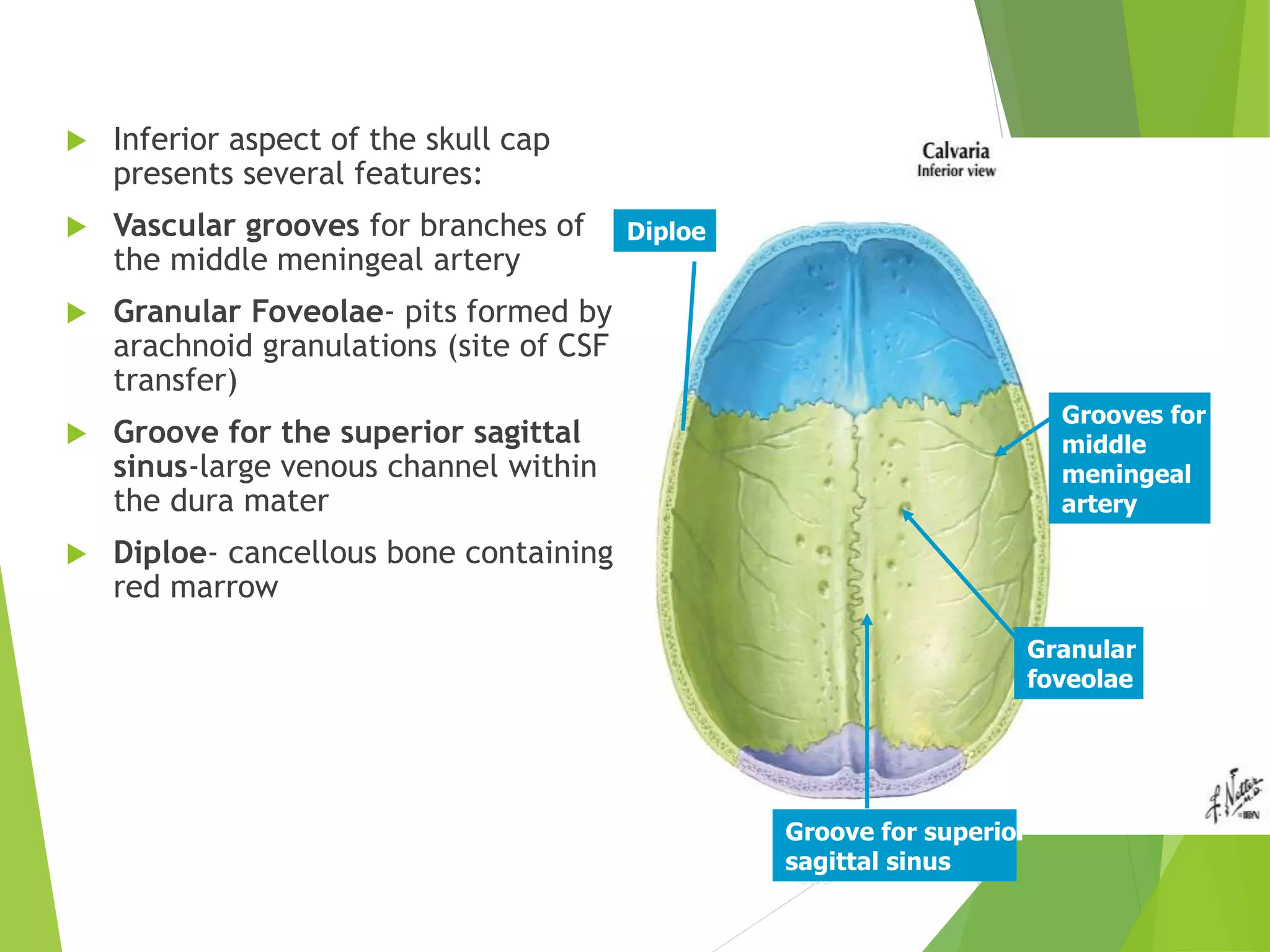 1. Osteology of Skull.ppt