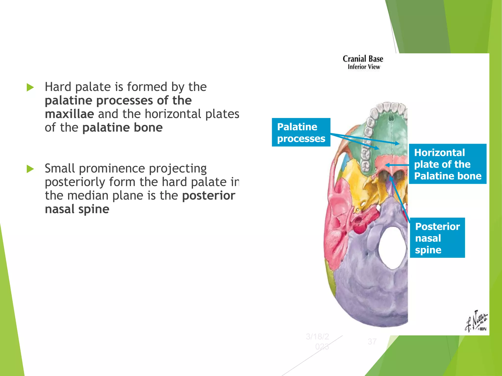 1. Osteology of Skull.ppt